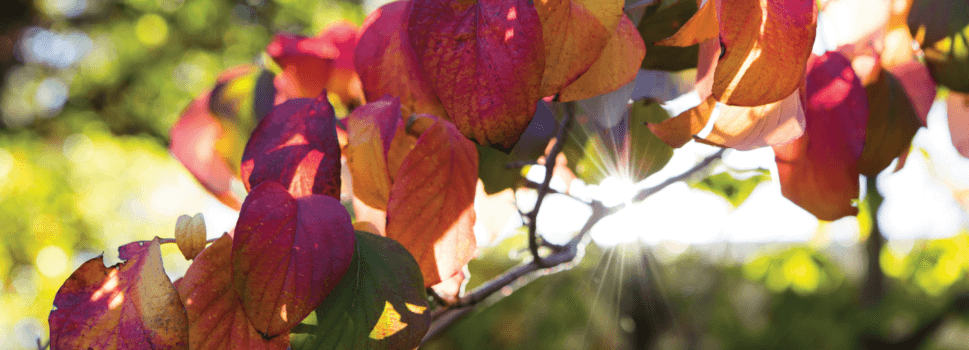 Fall Family Fun - Gilcrease Museum